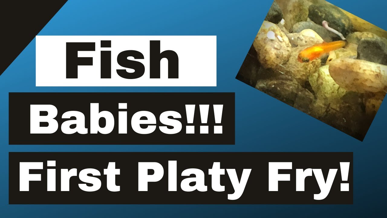 Sunset Platy Breeding Project FISH BABIES!!! | SL30 Fish | SL30 ...