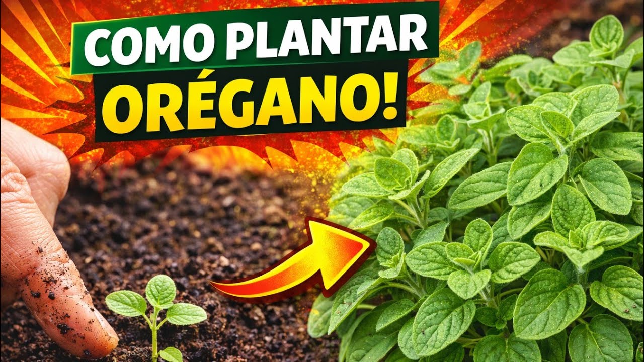 COMO Plantar ORÉGANO - YouTube