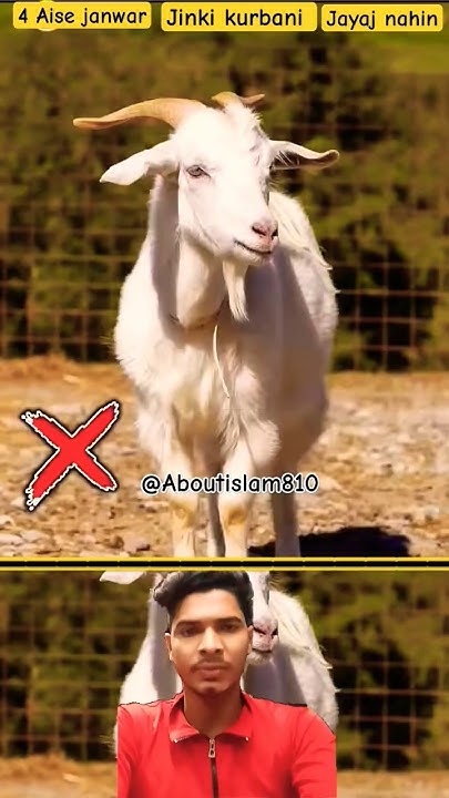 4 Aise Janwar jinki Qurbani Jayaj Nahin !! #shorts #viralvideo 🤔🤔 - YouTube