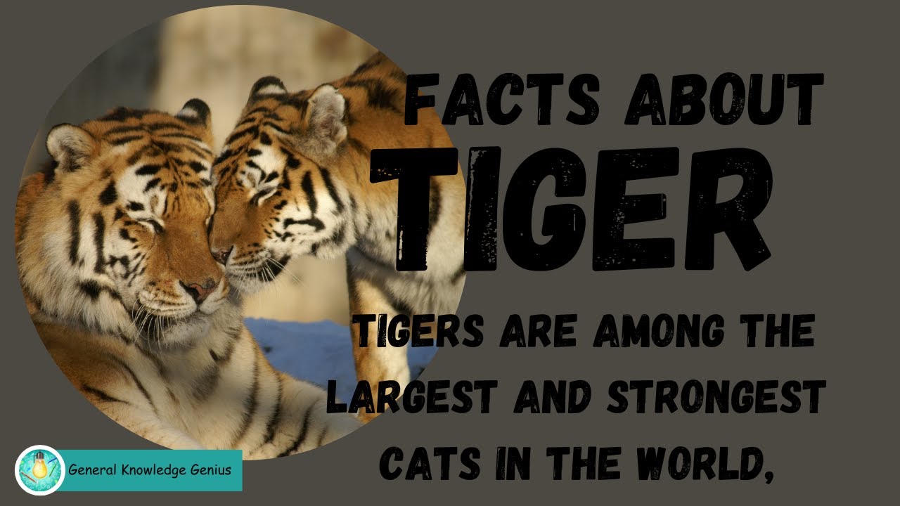 TIGER FACTS | AMAZING FACTS| ABOUT WILD ANIMALS |INTERESTIN FACTS ABOUT ...