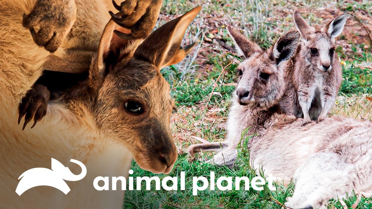 ¿Por qué las hembras de canguro son unas máquinas de reproducción ...