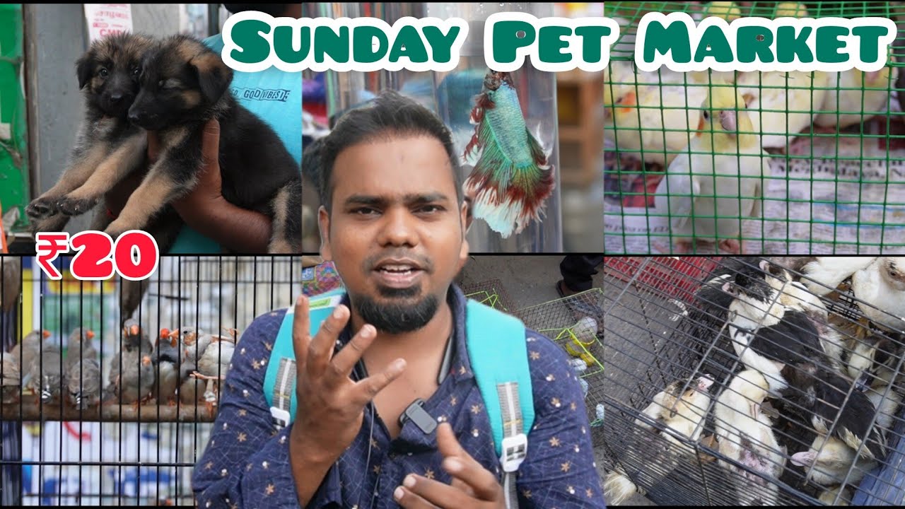 சென்னை Sunday Pet Market | Fish start Just ₹20 | நாய் / பூனை / கோழி ...