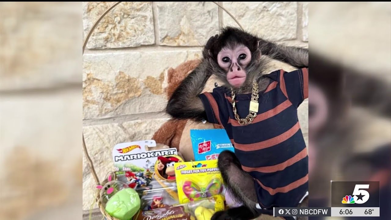 Woman pleads for the return of beloved monkey | NBCDFW - YouTube
