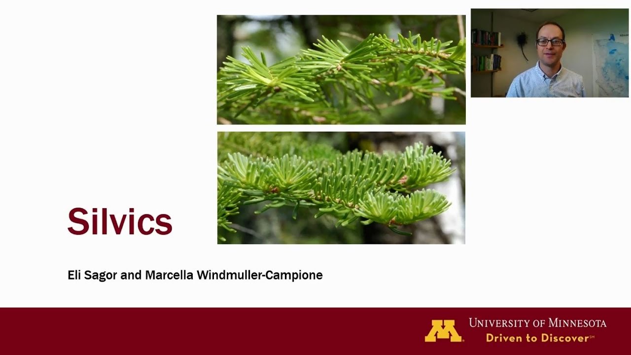 Silvics - YouTube