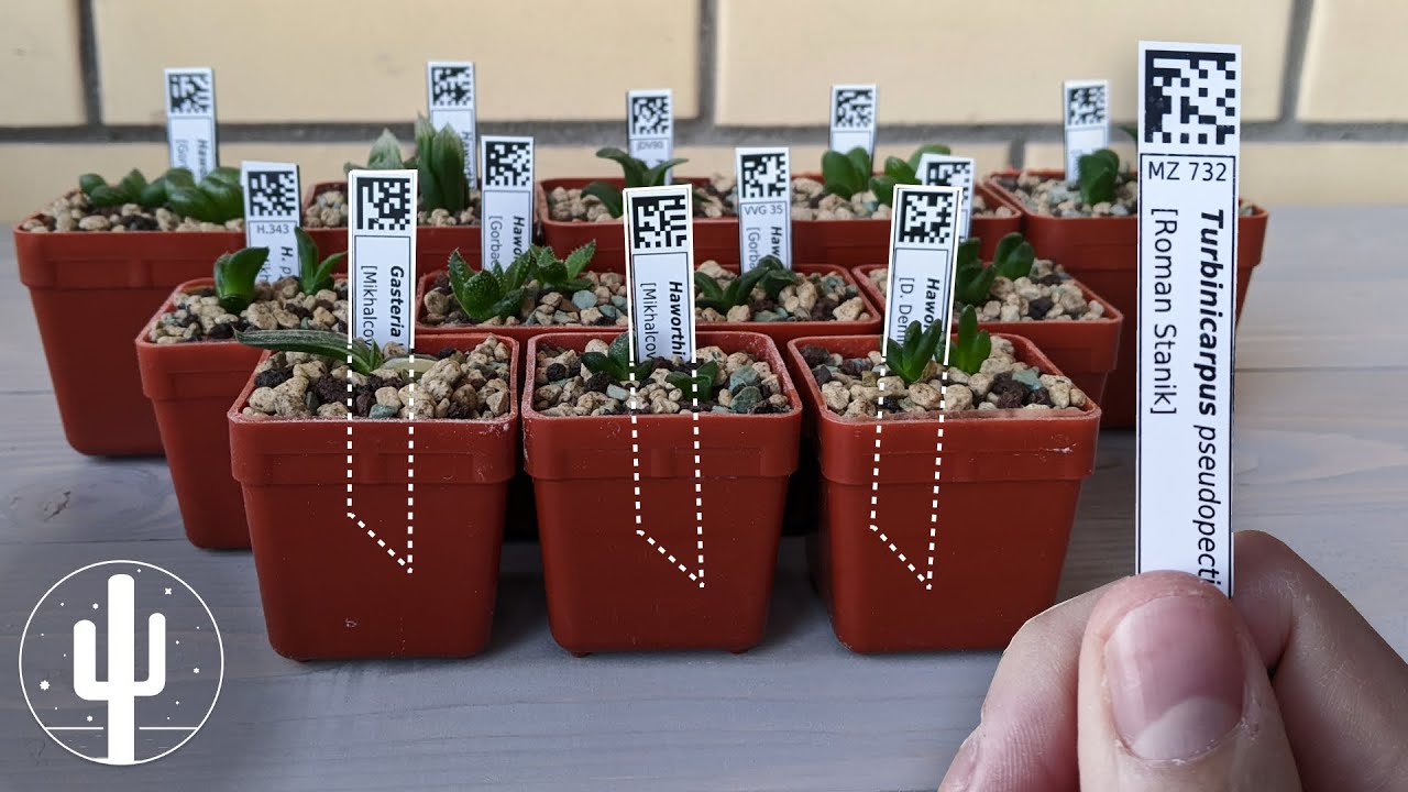 DIY Plant Labels: Two Methods - YouTube