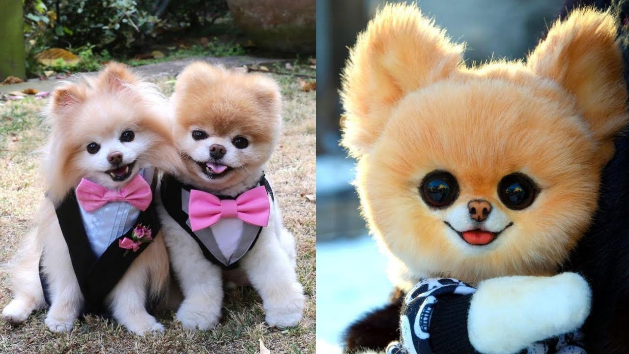 Funny animals|| funny video|| Cute Pets And Funny Animals Compilation ...