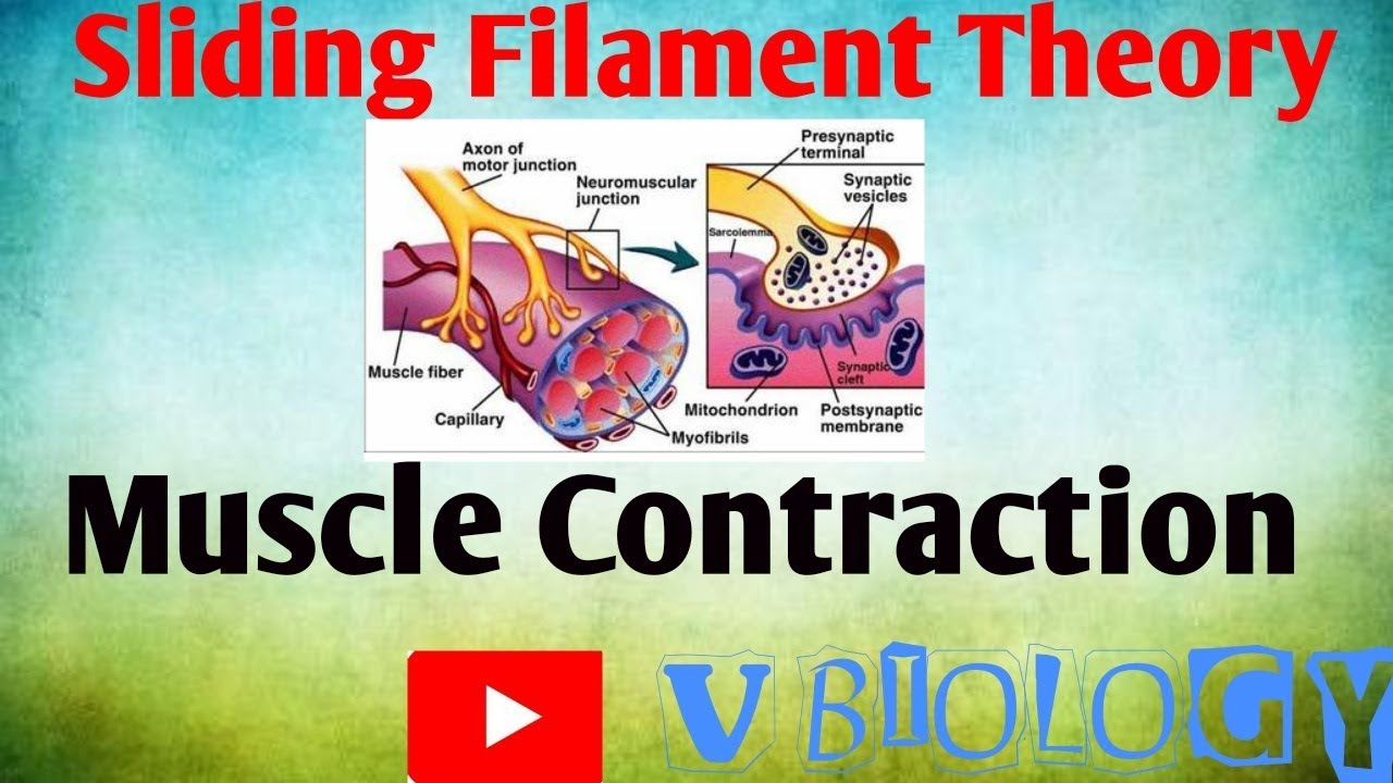 Sliding Filament Theory || Muscle Contraction || Vinay Biology || NEET ...