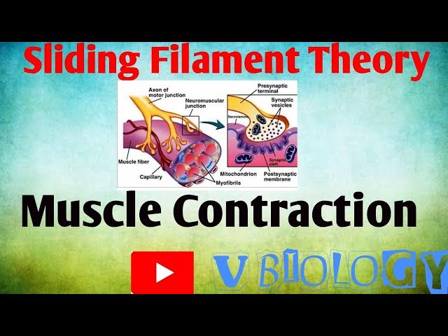 Sliding Filament Theory By Dr S N Singh Cytoskeletal Symmetry Breaking