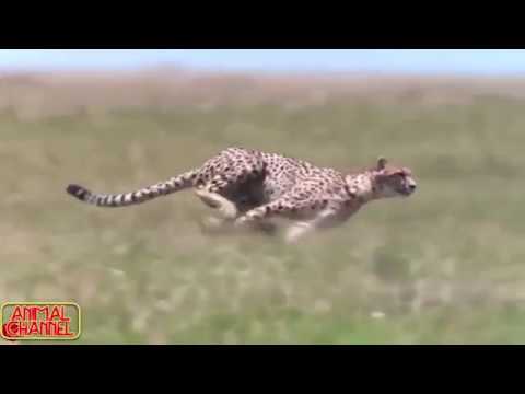 Wow!!! Pertarungan seru Macan vs Rusa yang sangat menakjubkan amazing ...