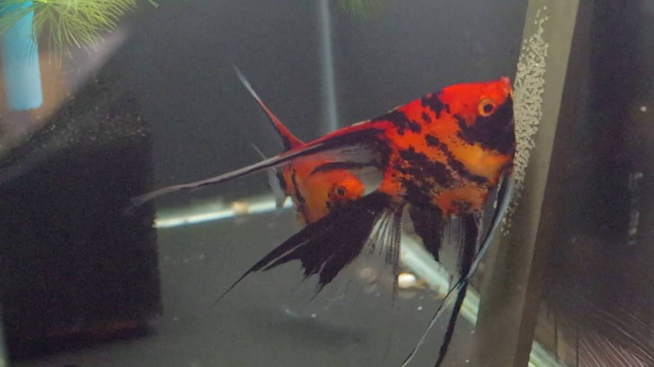 Koi Angelfish Breeding Pair 2111 - 50% wild Peruvian cross - YouTube