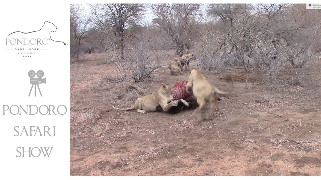 Lioness chase hyenas away from buffalo kill - YouTube