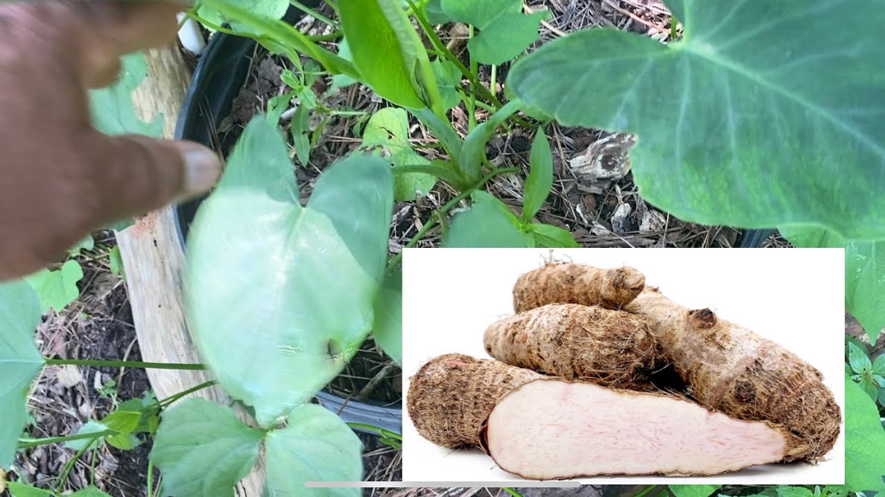 Garden Tour & Harvest - Growing Malanga - Big Watermelon Surprise 😮 ...