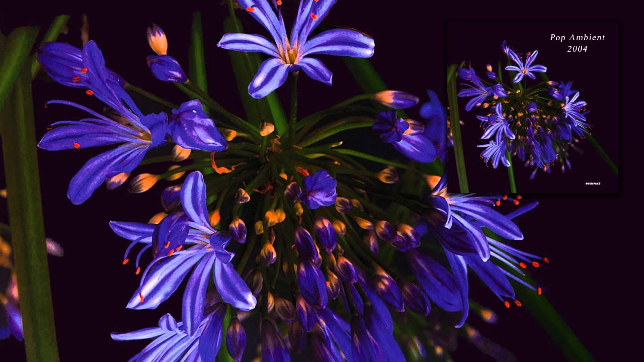 Pass Into Silence - Sakura 'Pop Ambient 2004' Album - YouTube