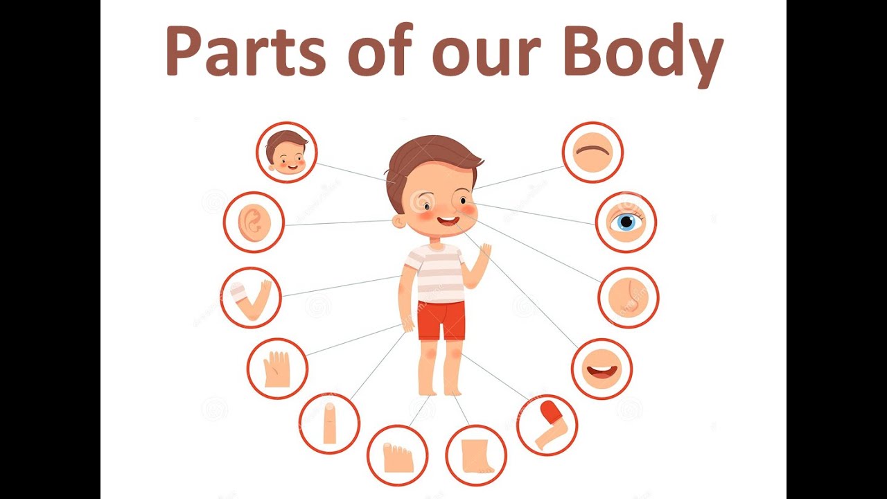 Parts of Body - External body parts - YouTube