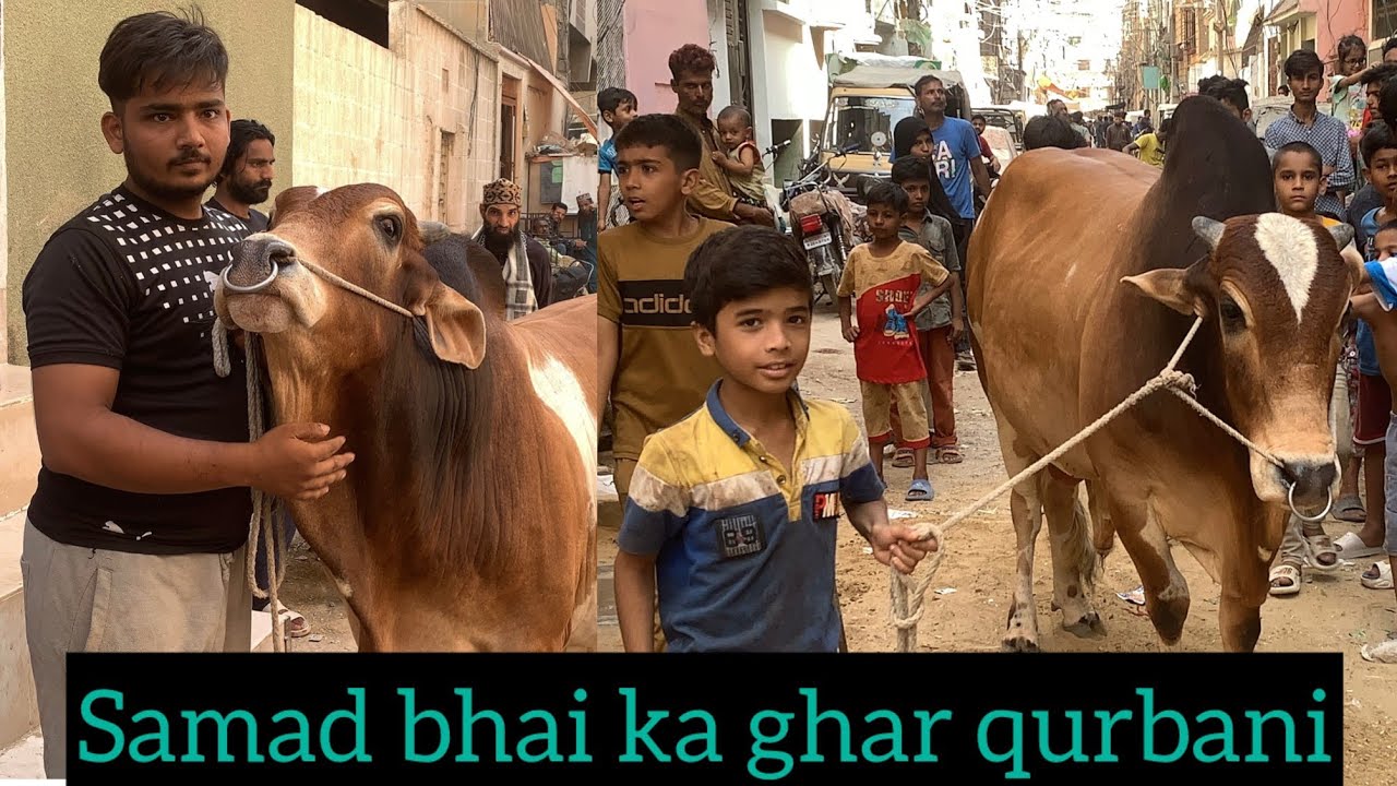 🐄🫠🐄 Karachi samad bhai Ghar qurbani janwar liaqlataabad Aslam masjid ...
