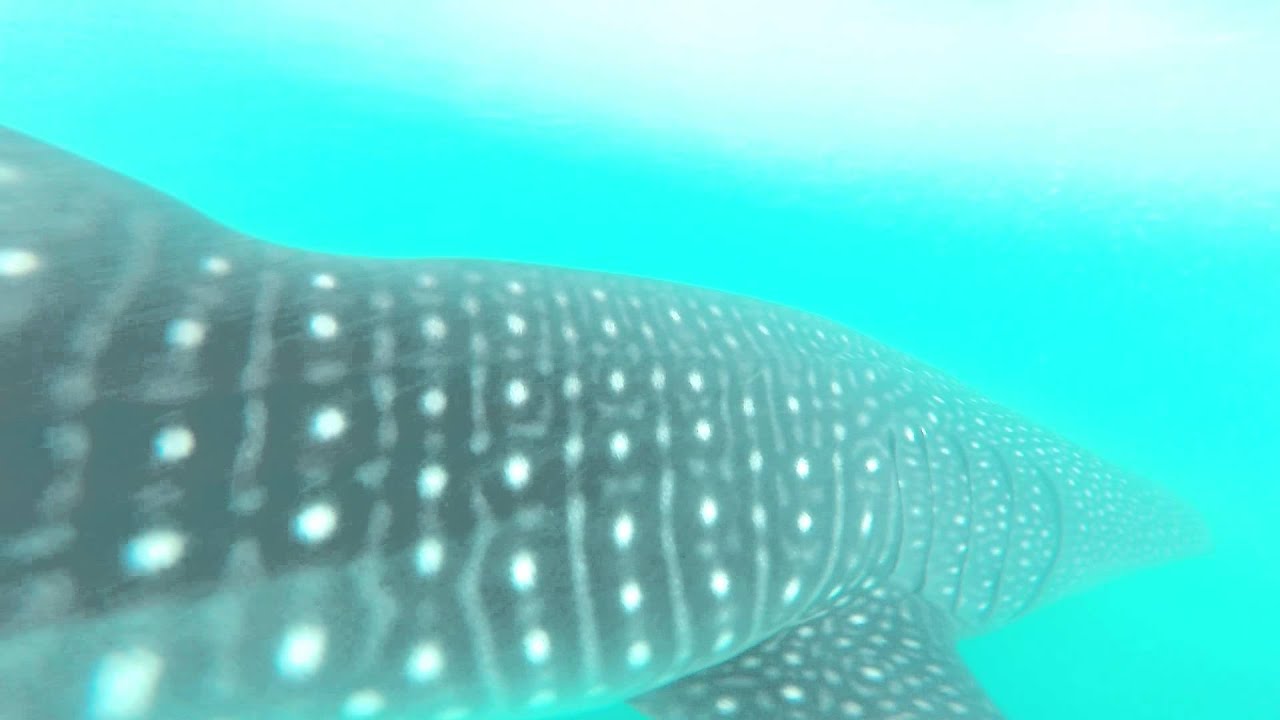 whale shark Aruba - YouTube