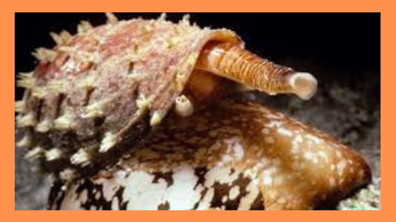 EL CARACOL CONO. El Animal Más VENENOSO Del MUNDO. - YouTube