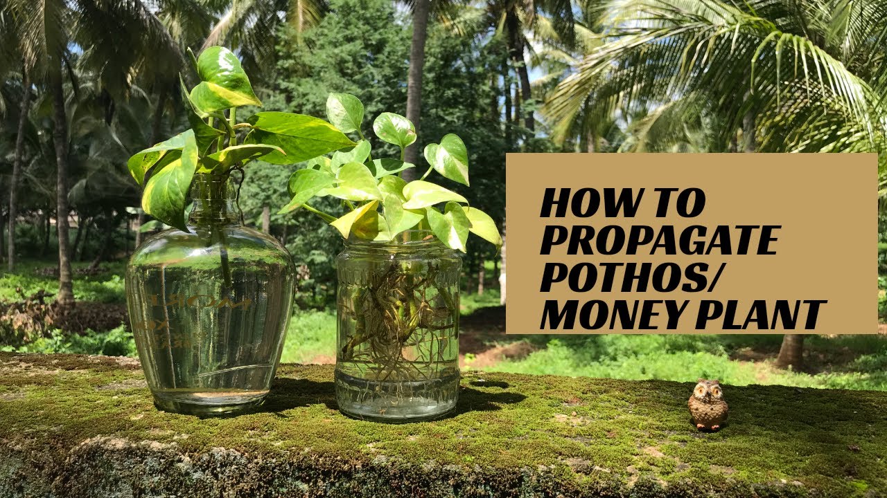 How To Propagate Money Plant | Grow Money Plant | Pothos Propagation ...