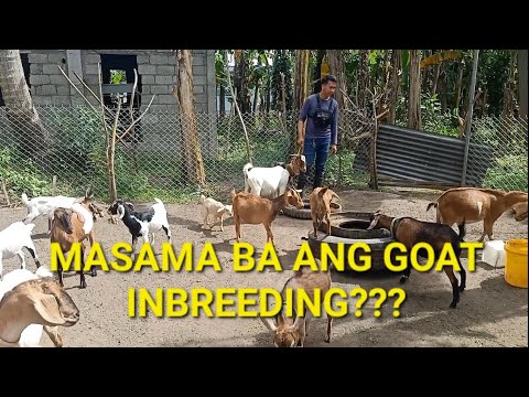 Ano ang goat inbreeding? - YouTube