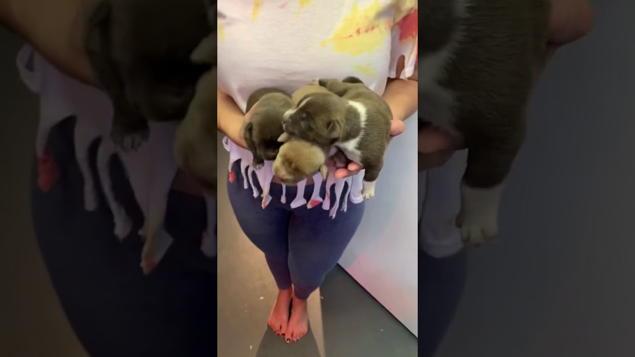 Three Bully puppies the day after birth - YouTube
