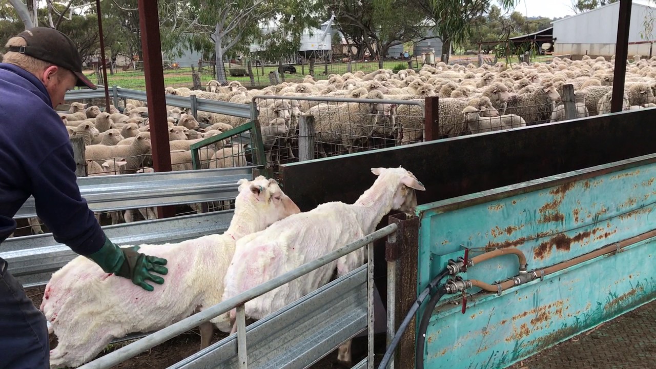 Best Sheep Handler - YouTube