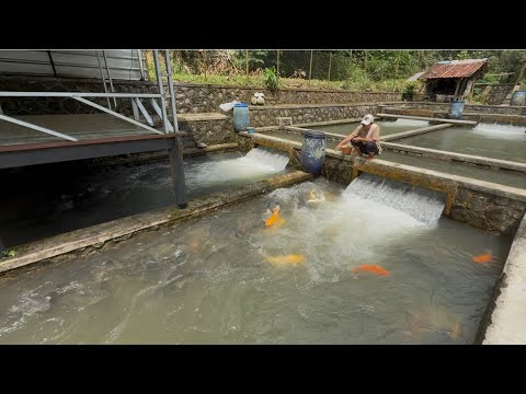 BIKIN BETAH BUDIDAYA IKAN MAS JUMBO DIDEKAT MATA AIR