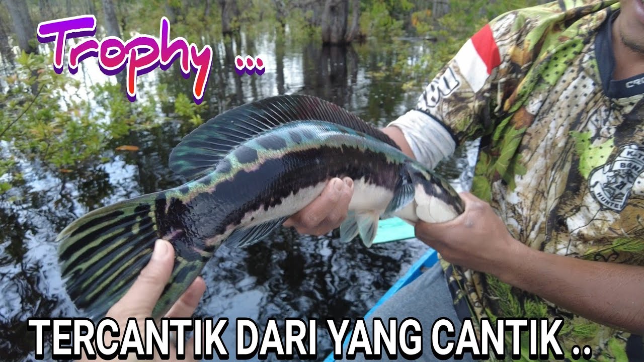 IKAN SUPER CANTIK INI PUN TAKLUK DENGAN MANG DIMAN...🥰😍... - YouTube