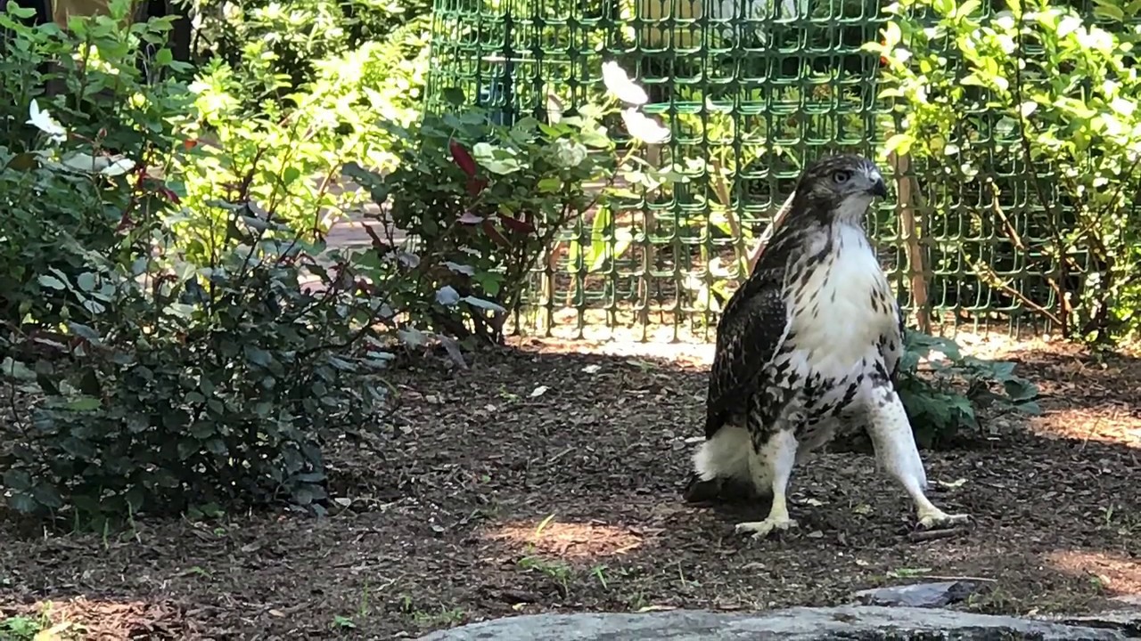 Baby Red-Tailed Hawks Learn to Fly - YouTube