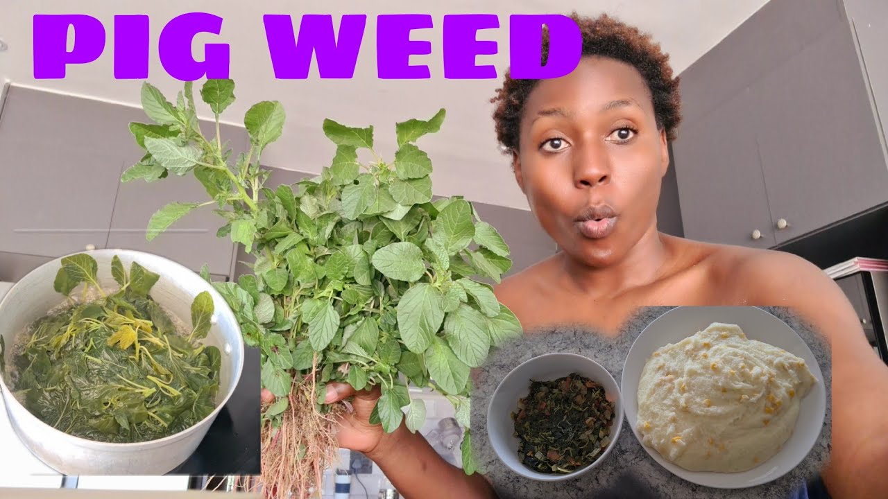 Harvesting And Cooking Pig Weed as Wild Spinach. African delicacy ...