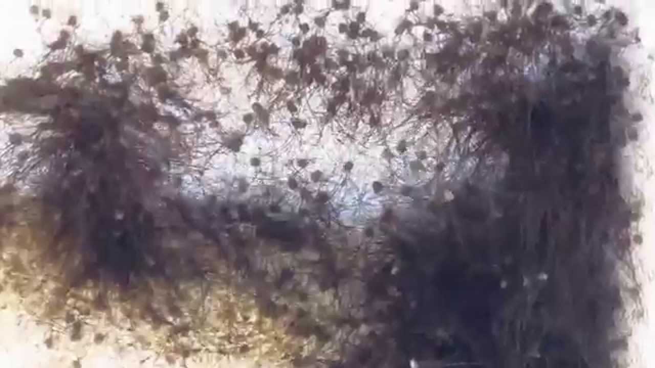 Jeepers creepers!!A huge ball of spiders!! - YouTube