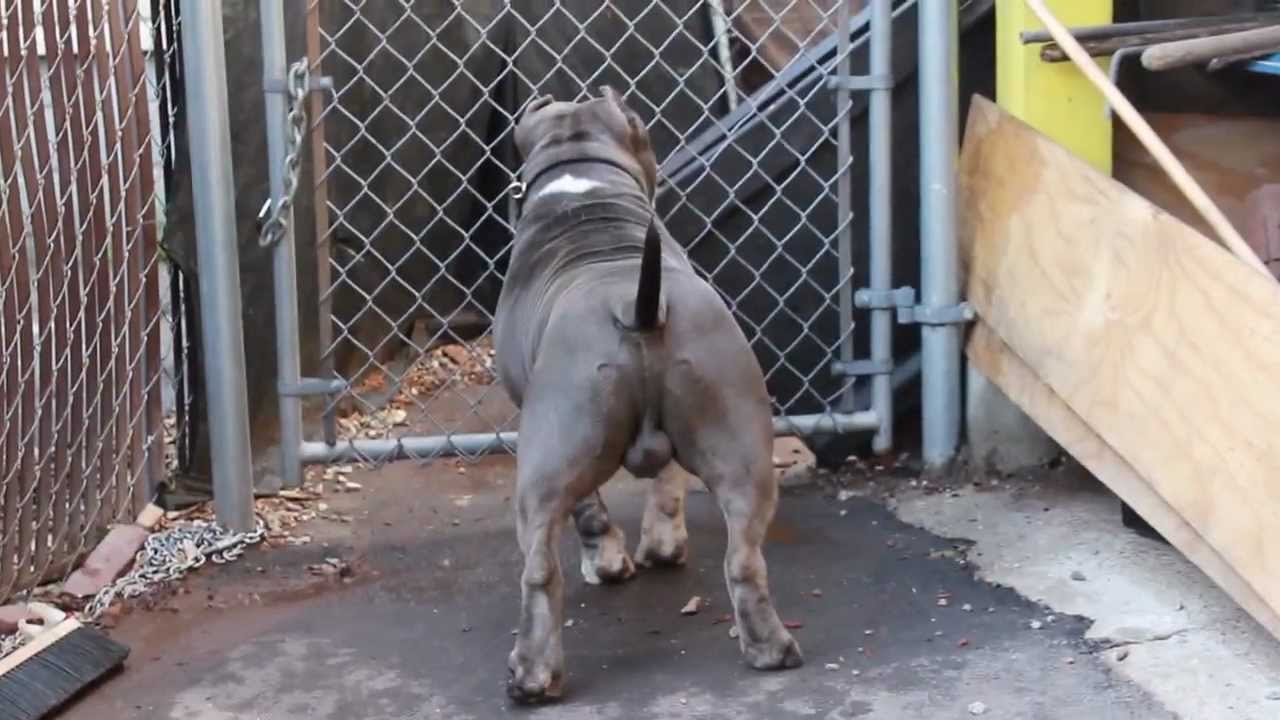 abkc champion chunk - YouTube