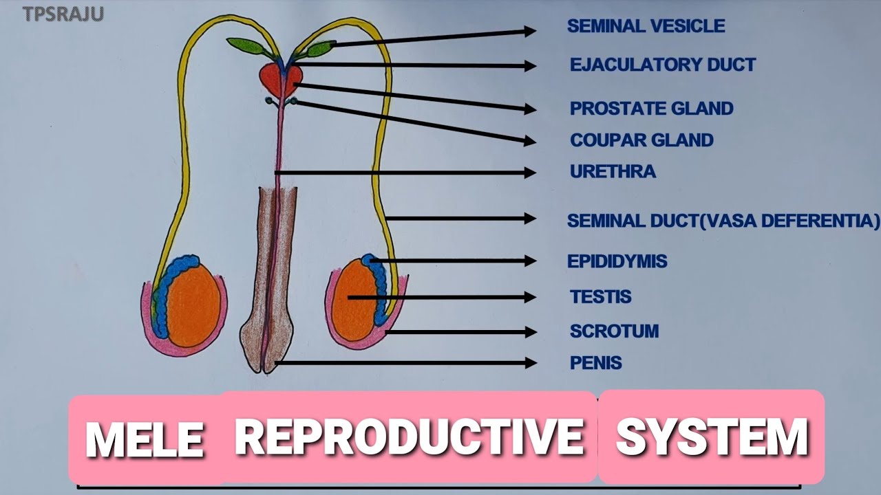 HOW TO DRAW MALE REPRODUCTIVE SYSTEM EASILY? STRUCTURE OF MALE ...