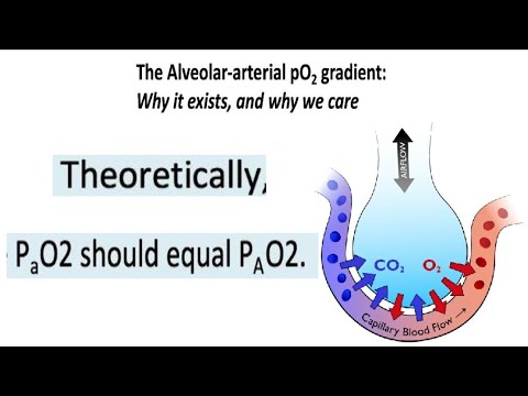 MV Part 43 : Alveolar - Arterial O2 Gradient.. How to use? - YouTube