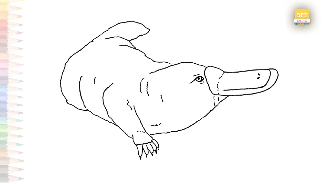 Platypus easy sketches | Mammals drawings | How to draw Platypus step ...
