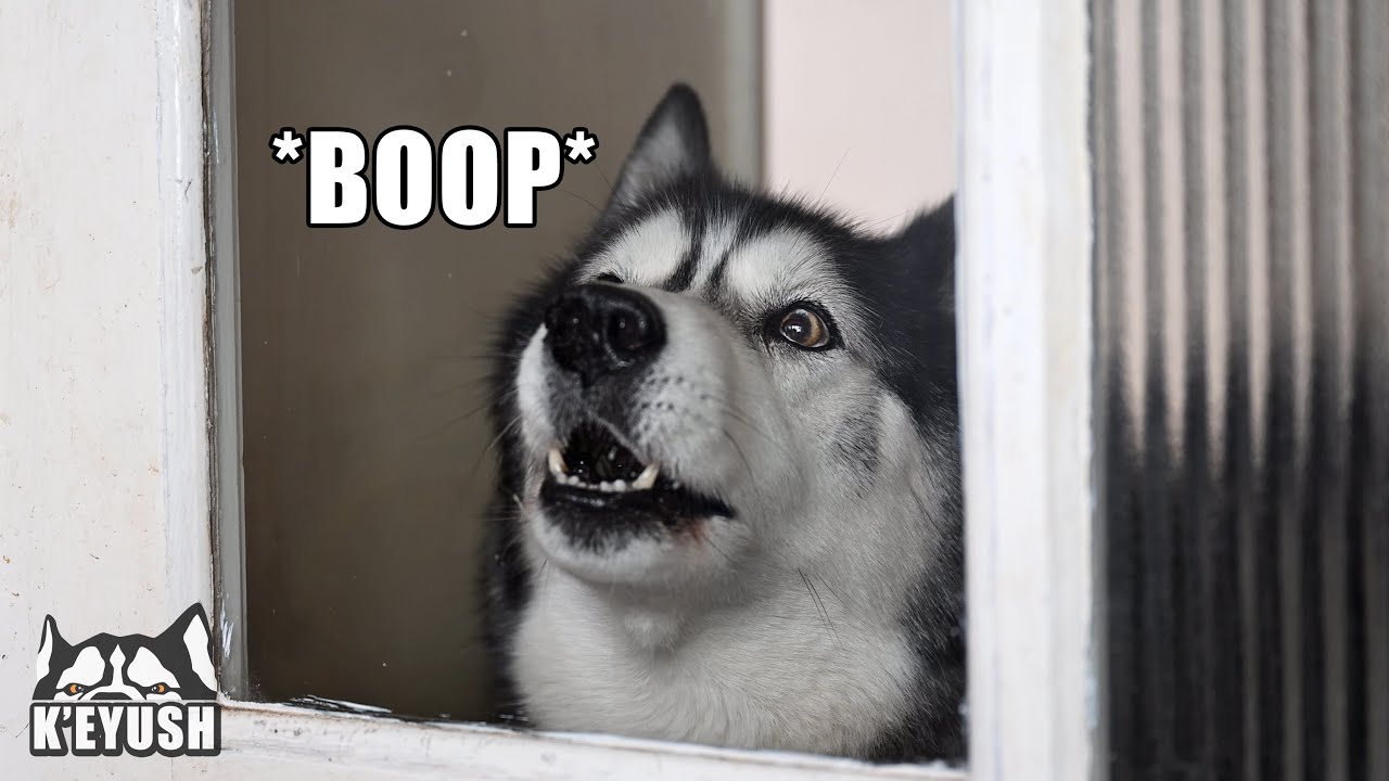Husky Got A BIG SURPRISE! - YouTube