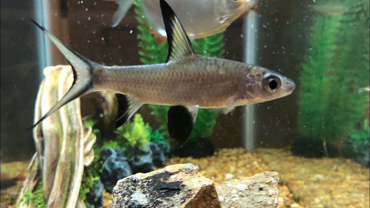 Fish info on bala shark, Oscar and more - YouTube