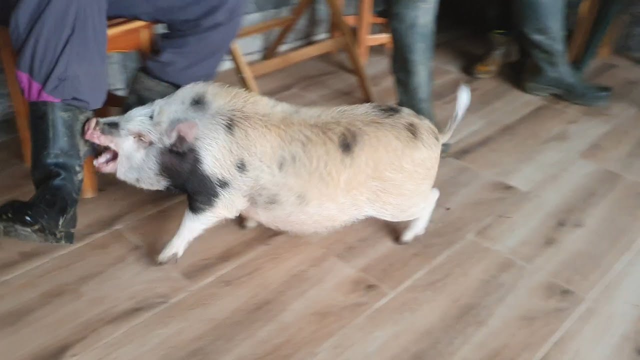 THE MOST AGGRESSIVE PIG BITE - DO NOT TRY THIS AT HOME - YouTube