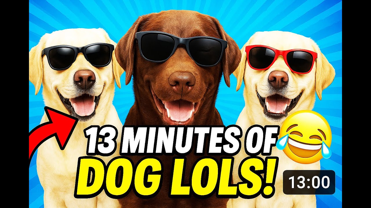 What Happens When Dogs Take Over the House? - YouTube