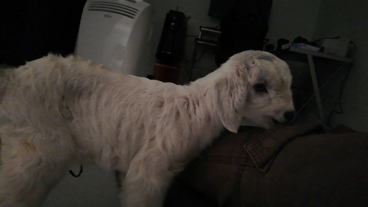 Rescued Baby Goat Orphan - YouTube