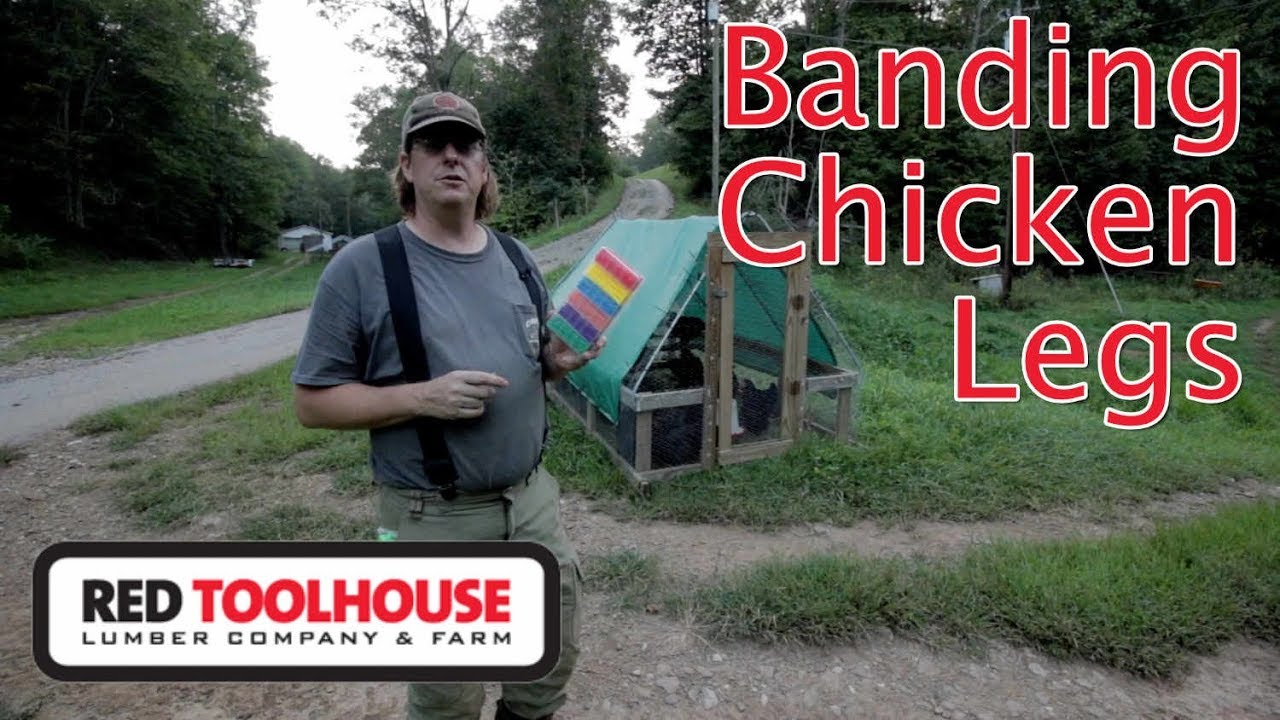 Ep167: Banding Chicken Legs Cheap - YouTube