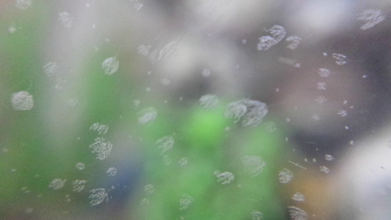 Hydra Algae? - YouTube