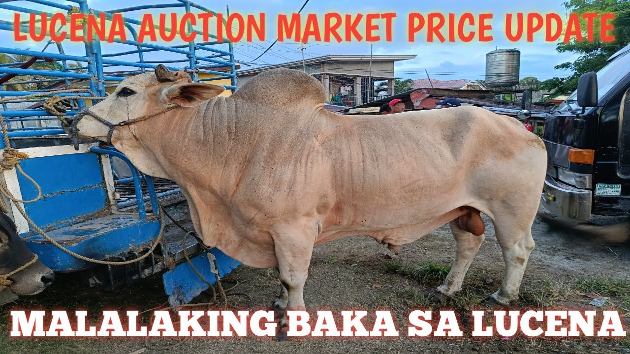 Price Update Baka at Kalabaw Lucena Auction Market!! - YouTube