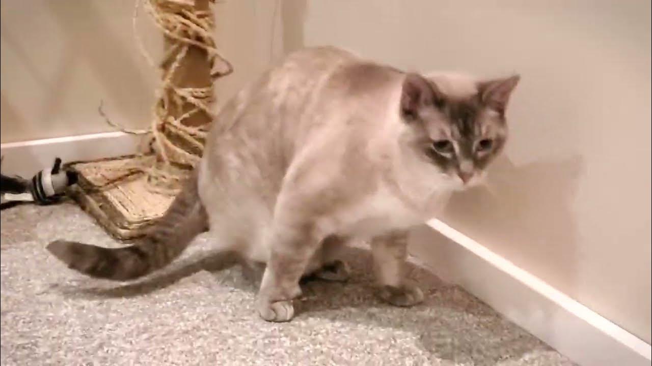 Cats and the catnip toy | Part 3 - YouTube