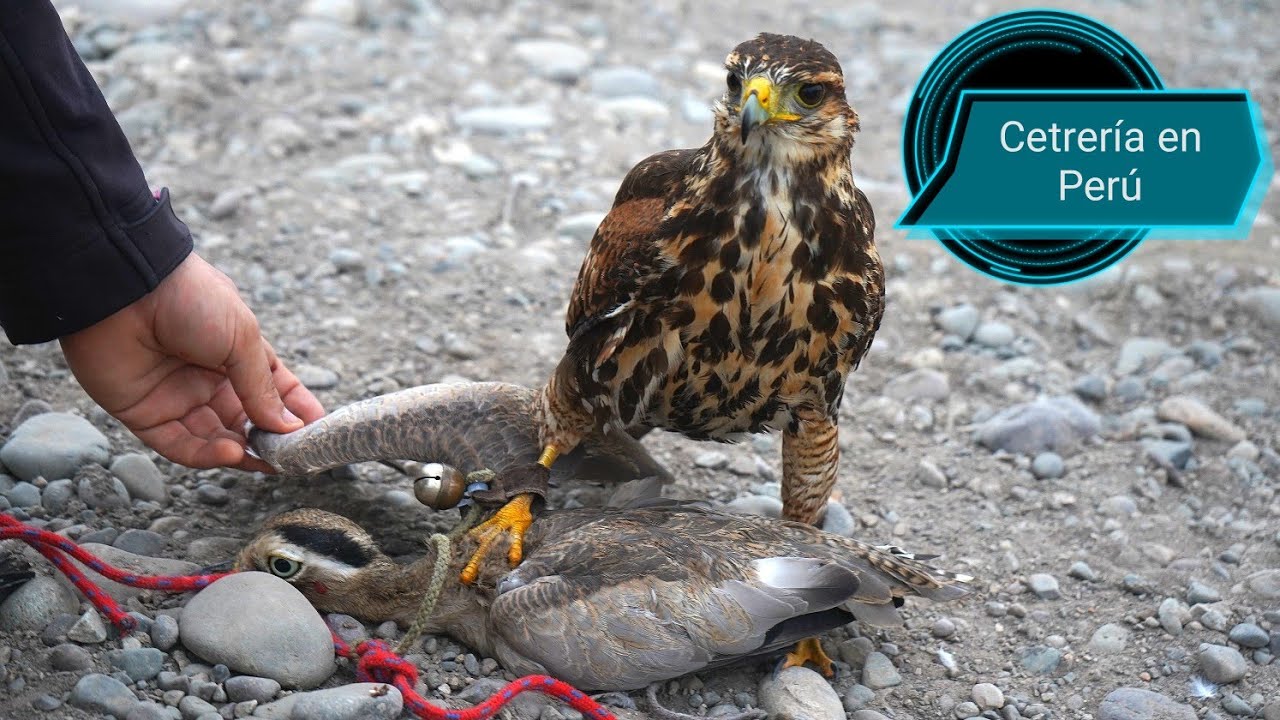 Gavilán vs Alcaraban/Peruvian Tiercel Harris Hawk hunting Hubaras - YouTube