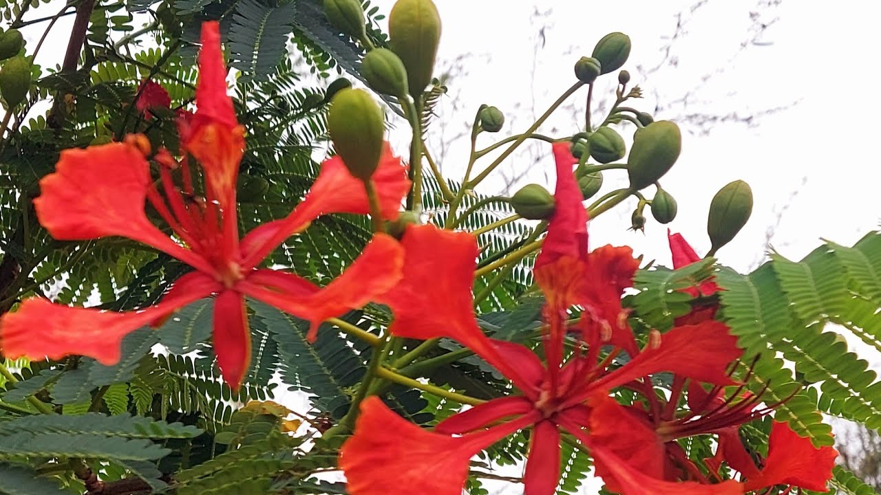 Árbol de Flamboyan o Tabachin rojo. - YouTube