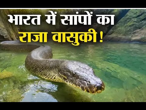 Vasuki Indicus The Ancient Giant Unearthed - YouTube