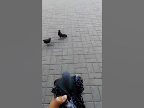 Как ловить голубей на семечки - YouTube