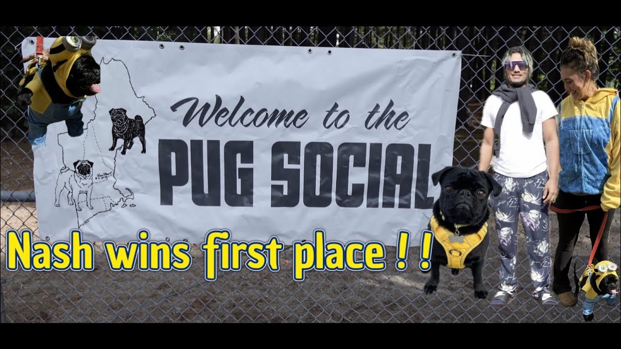 PUG SOCIAL GONE WRONG…../ GET OUT/ - YouTube