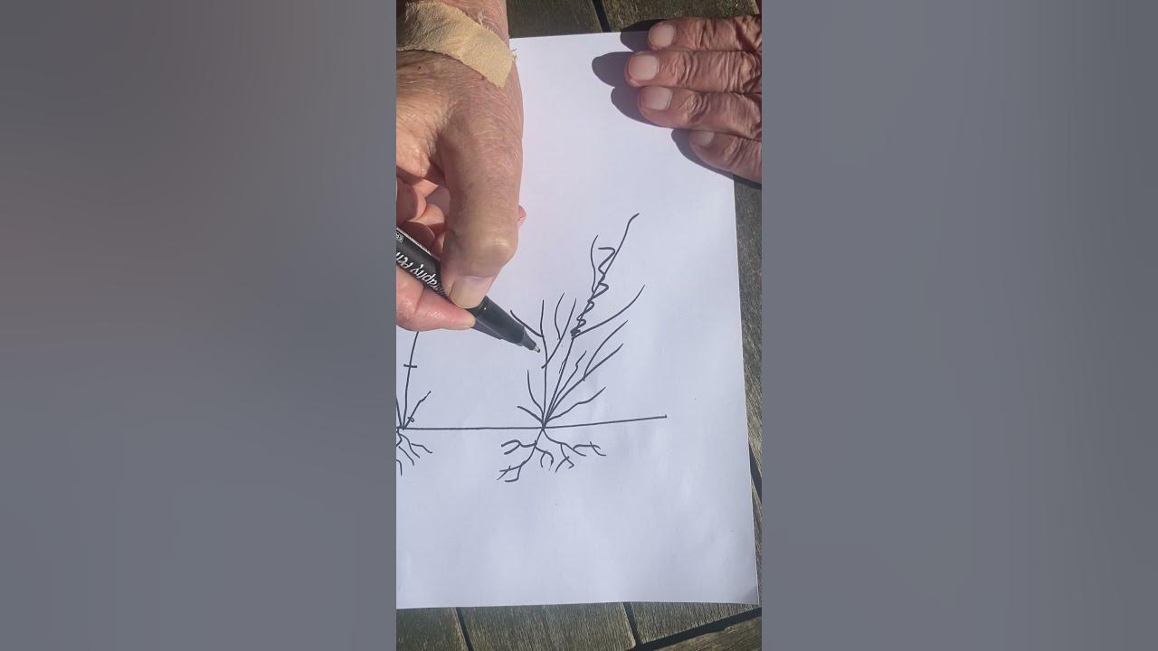 Pierre Joyaux paysagiste dessine comment tailler. Understand how to ...