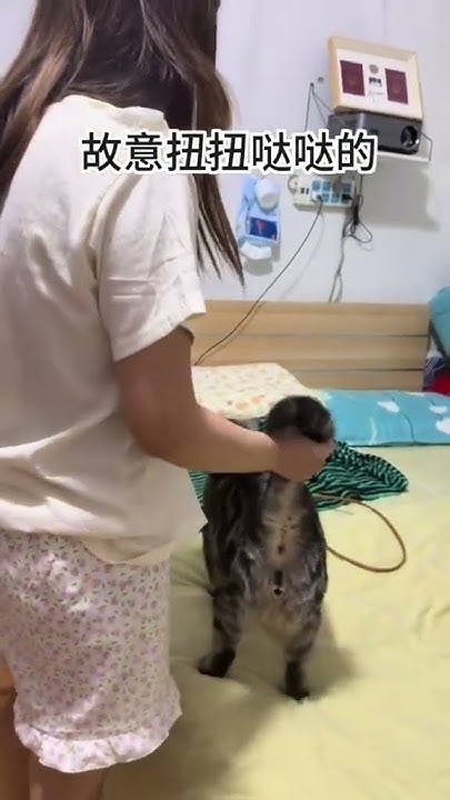 我那么善良,这只懂事又粘人的小猫咪是我应得的拾妈宝喵谁能拒绝傻憨憨的小猫咪 猫咪 它真的好像个小宝宝 记录猫咪日常 谁能拒绝怀里的小猫咪呢